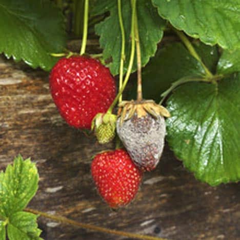 Gray Mold - KeyPlex Plant Nutrition