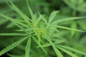 KeyPlex Plant Nutrition