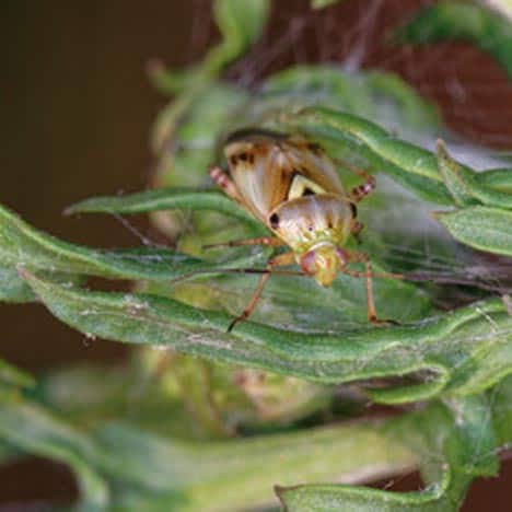 Plant Bugs - KeyPlex Plant Nutrition