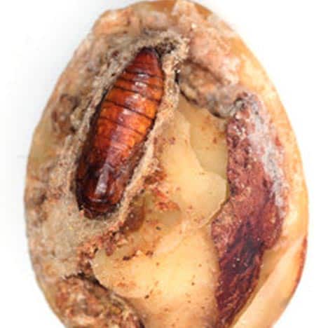 Navel Orangeworm - KeyPlex Plant Nutrition