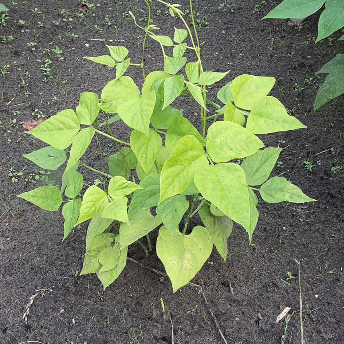 Nitrogen - KeyPlex Plant Nutrition