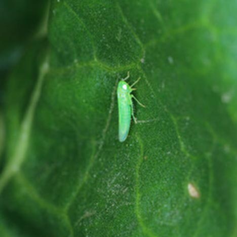 Potato Leaf Hoppers - KeyPlex Plant Nutrition