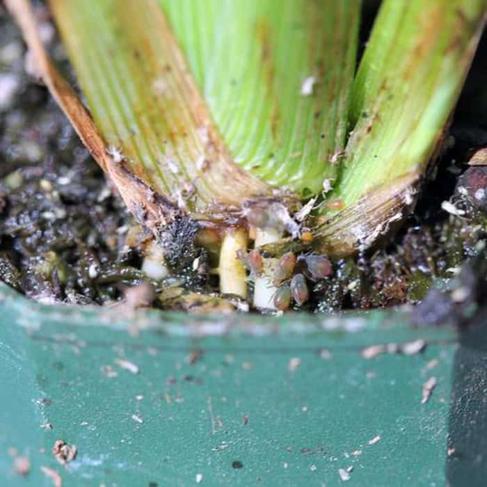 Aphids - KeyPlex Plant Nutrition