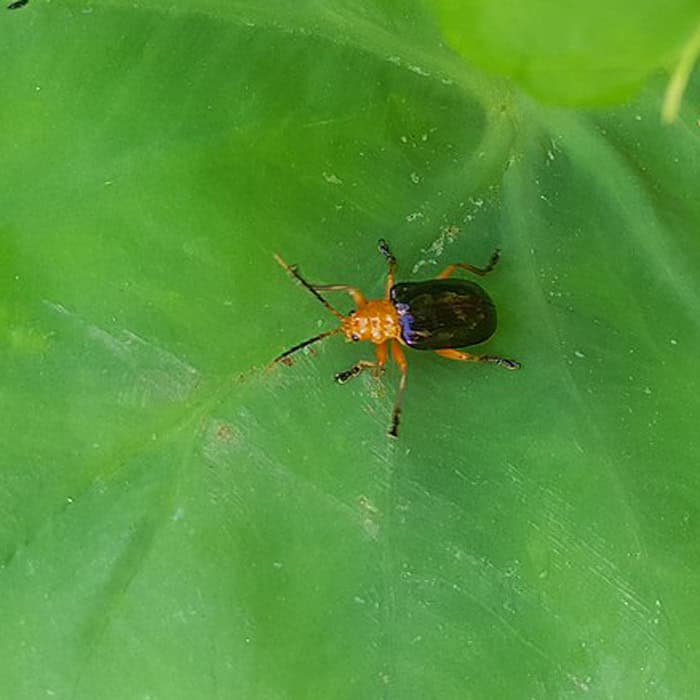 Beetles - KeyPlex Plant Nutrition