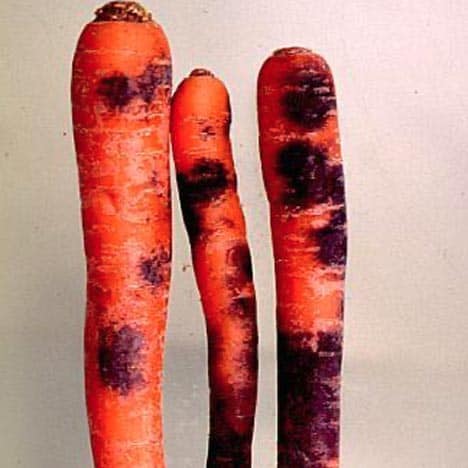 Black Root Rot - KeyPlex Plant Nutrition