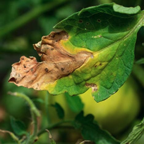 Blight - KeyPlex Plant Nutrition