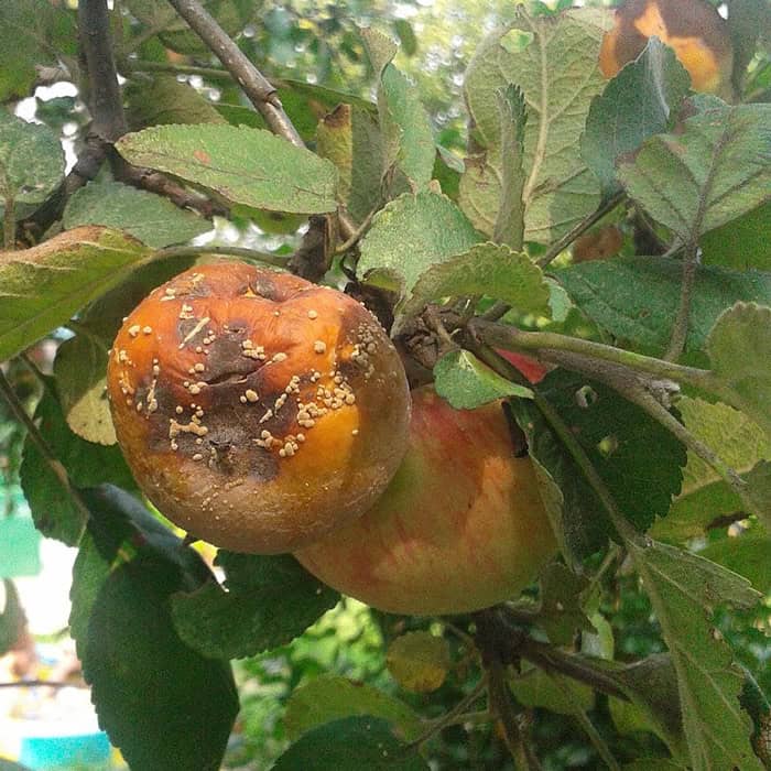 Black Rot - KeyPlex Plant Nutrition