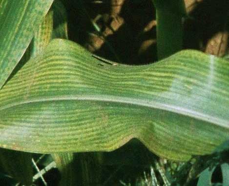 Magnesium Deficiency - KeyPlex Plant Nutrition