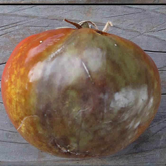 Late Blight - KeyPlex Plant Nutrition