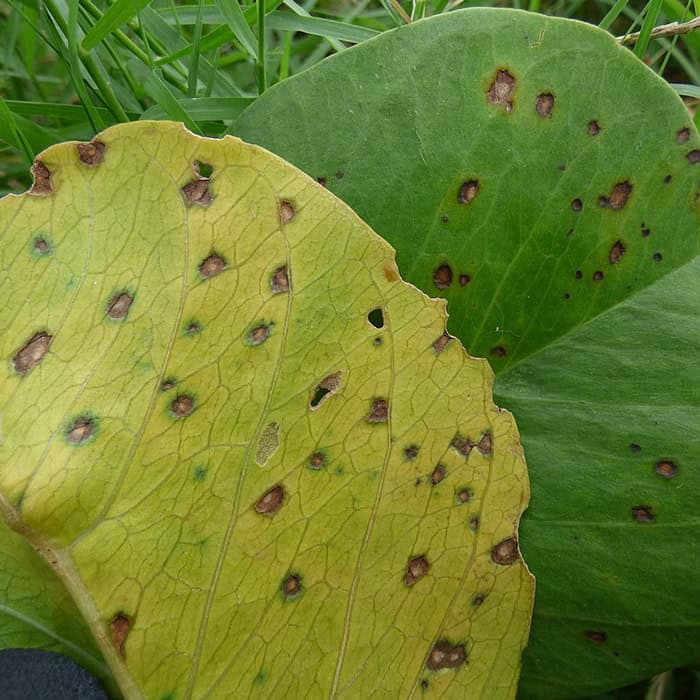 Leaf Spots - KeyPlex Plant Nutrition