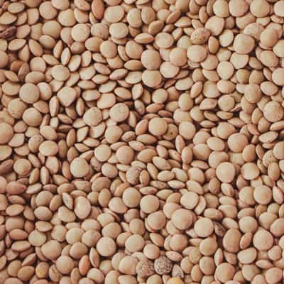 Lentils - KeyPlex Plant Nutrition