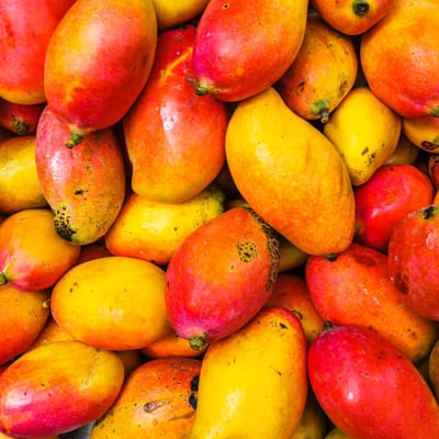 Mangos - KeyPlex Plant Nutrition