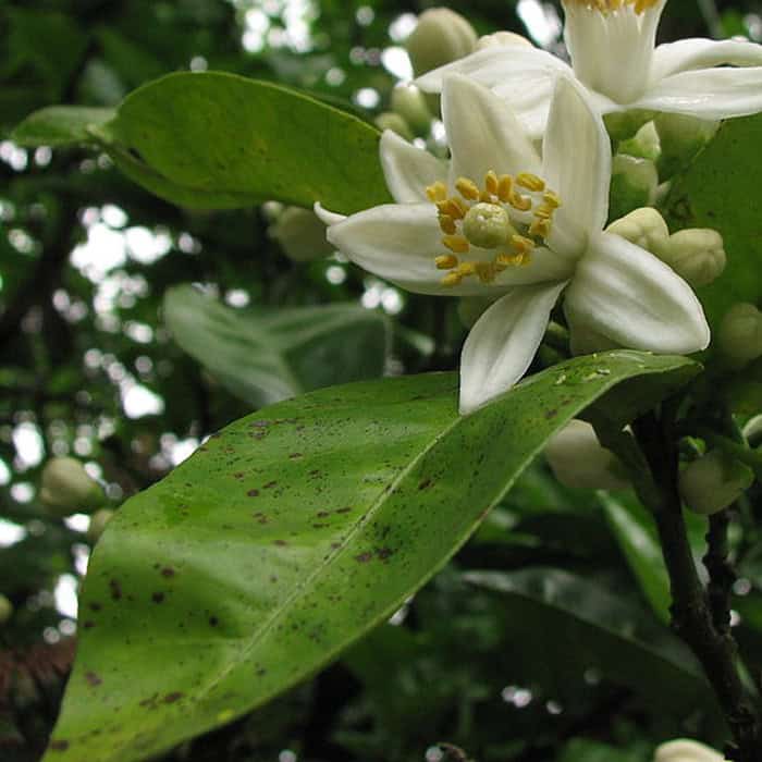 Melanose - KeyPlex Plant Nutrition