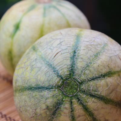 Melons - KeyPlex Plant Nutrition