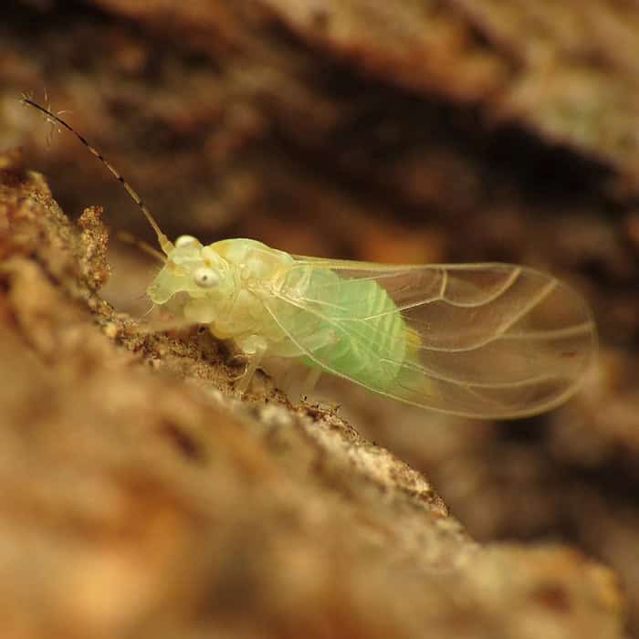 Psyllid - KeyPlex Plant Nutrition