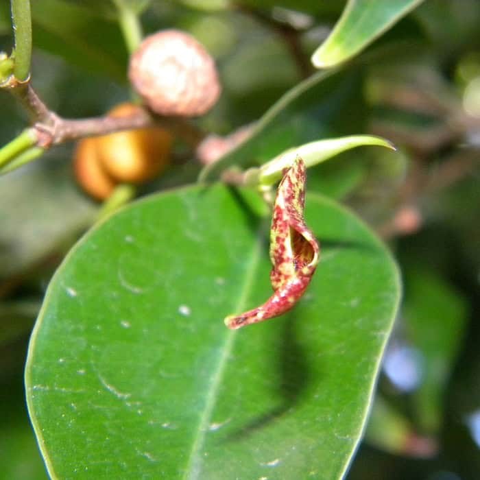 Thrips - KeyPlex Plant Nutrition