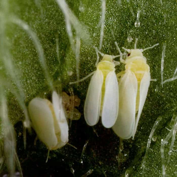 Whitefly - KeyPlex Plant Nutrition