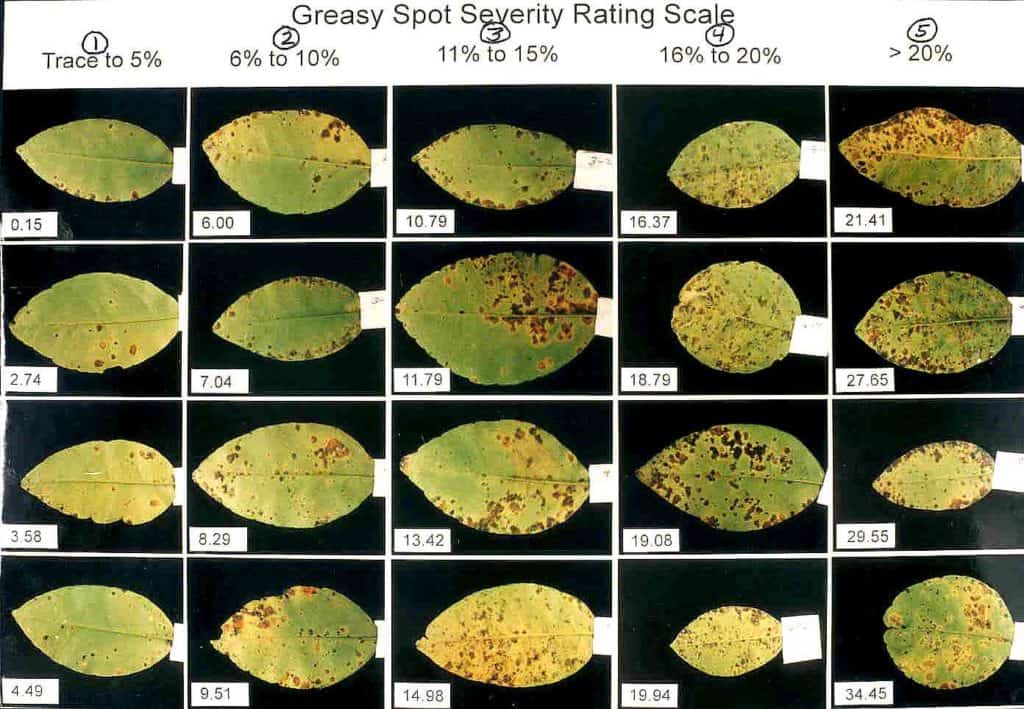 Greasy Spot Severity Rating Scale KeyPlex Plant Nutrition Greasy Spot Severity Rating Scale KeyPlex Plant Nutrition